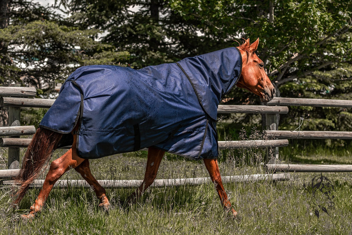 OG Rain Sheet – Alliance Equine